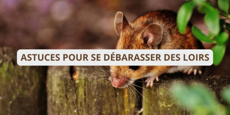 Loir animal : Un rongeur qui a sa propre personnalité.